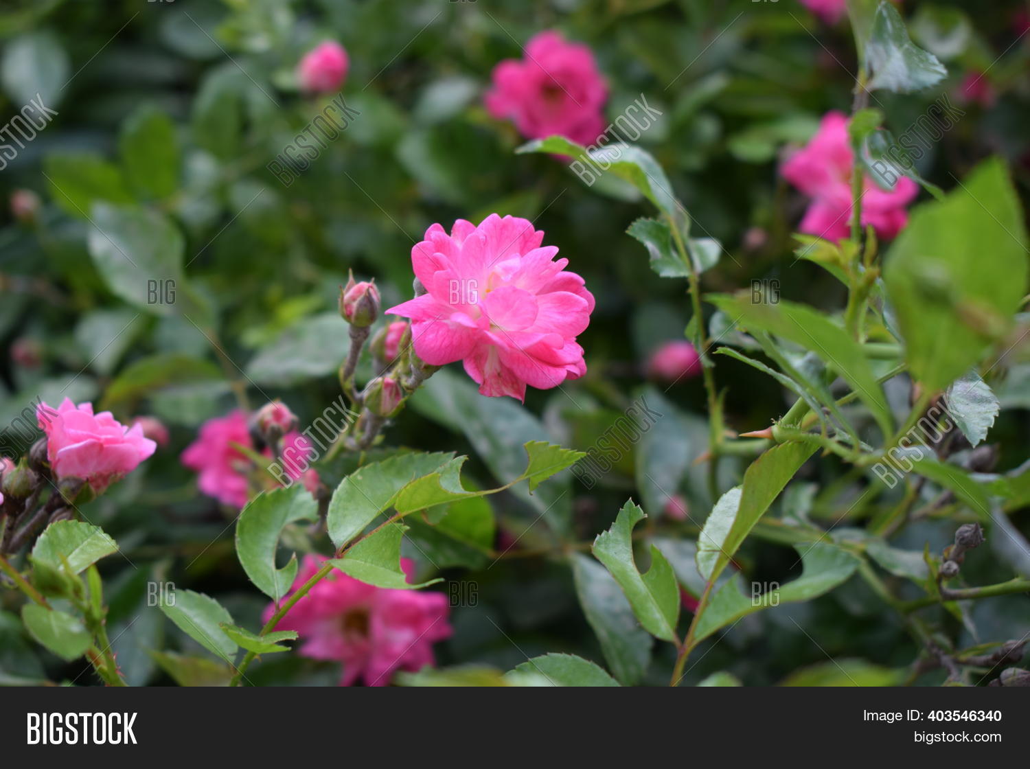 Little Pink Roses Image & Photo (Free Trial) | Bigstock