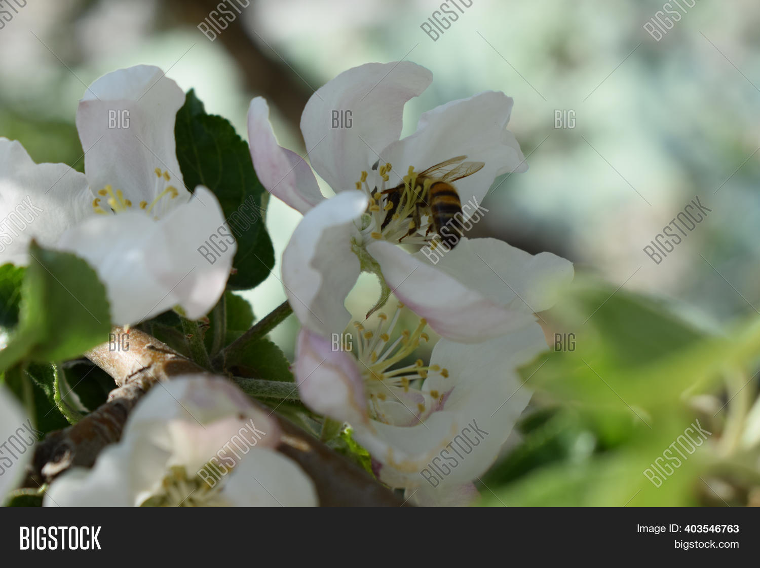 Bee On White Flower On Image & Photo (Free Trial) | Bigstock