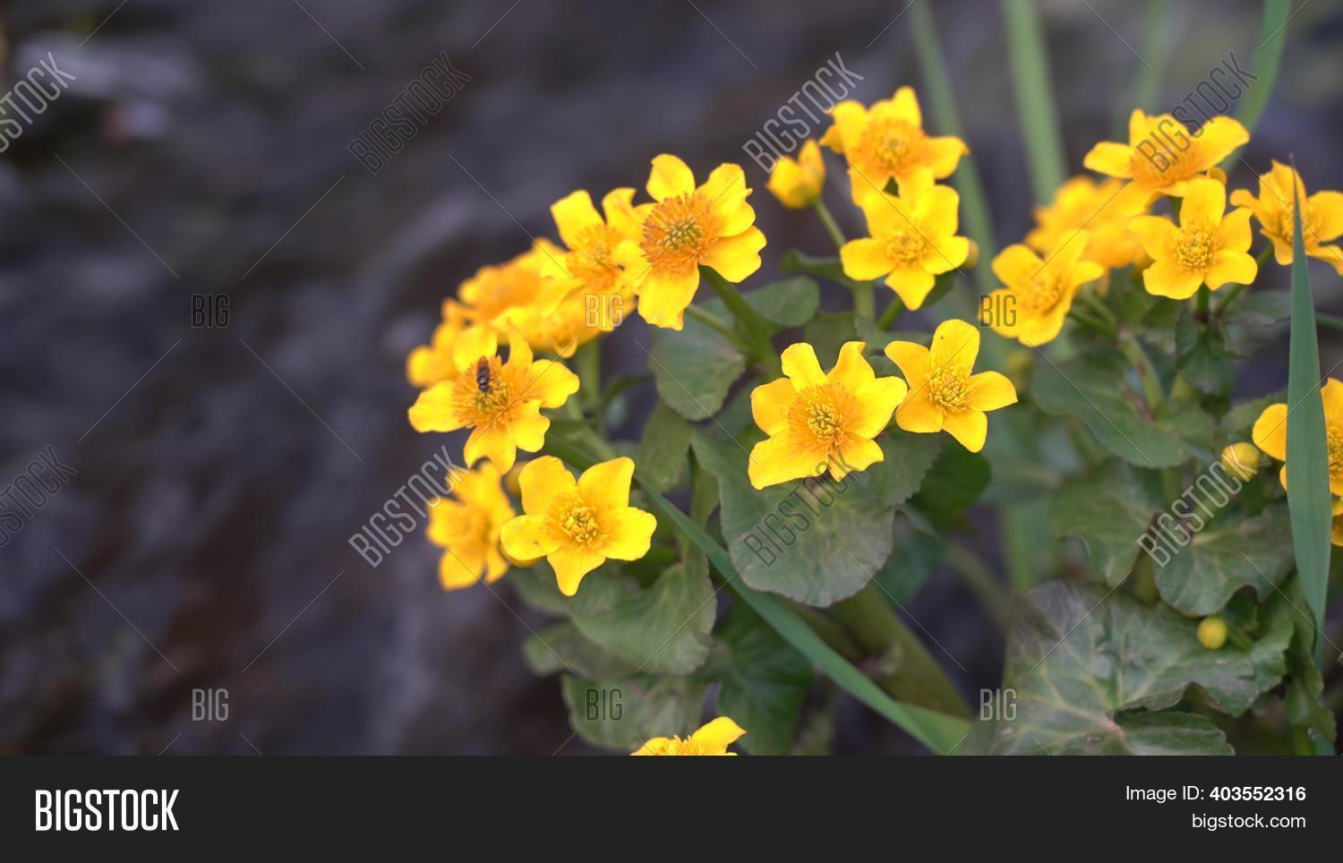 Yellow Little Flowers Image & Photo (Free Trial) | Bigstock