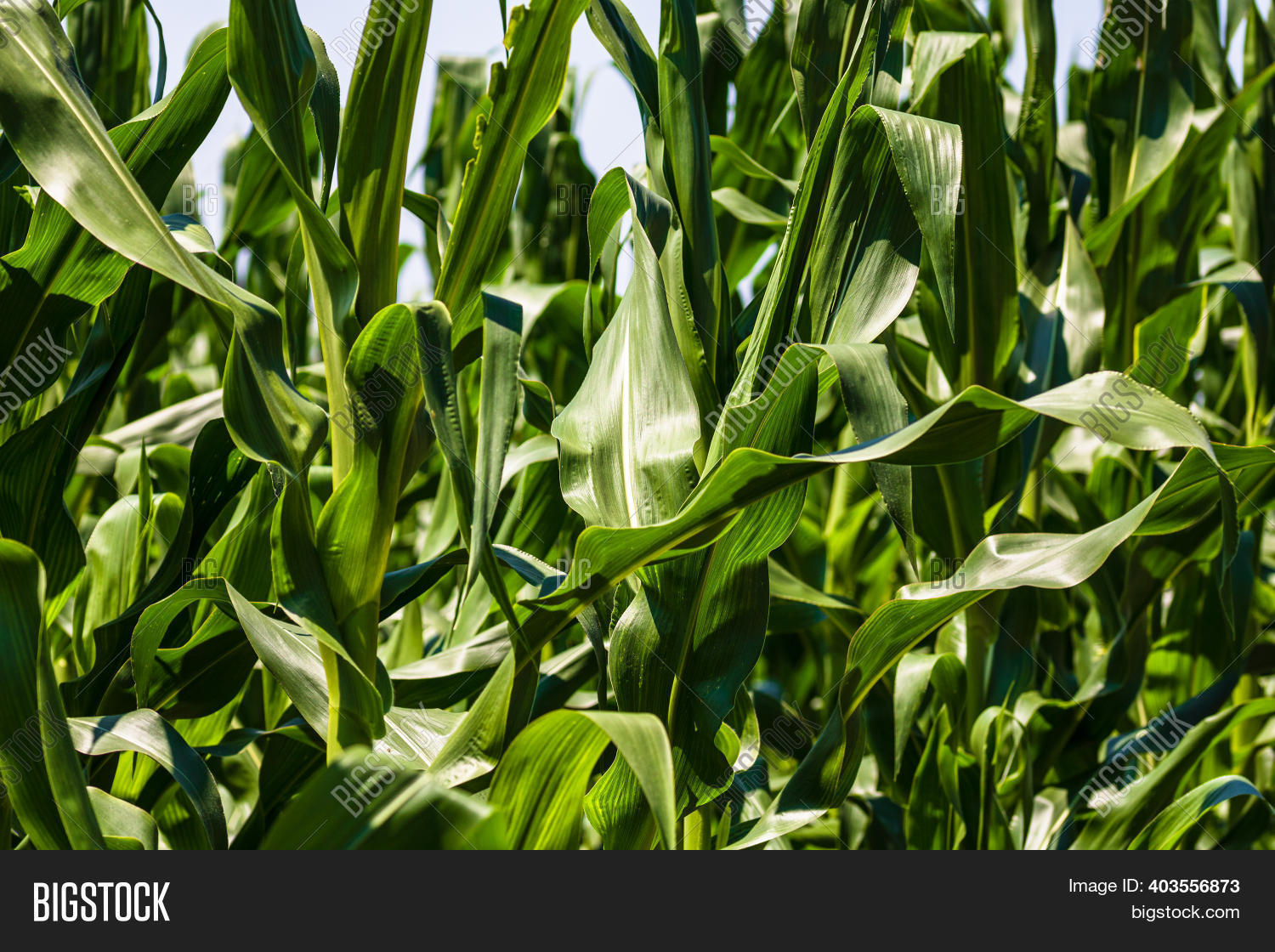 Sun Lights Over Green Image & Photo (Free Trial) | Bigstock