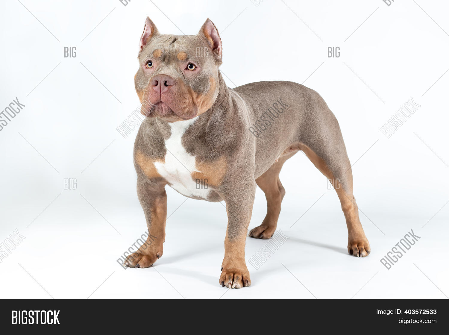 Female Dog American Image & Photo (Free Trial) | Bigstock