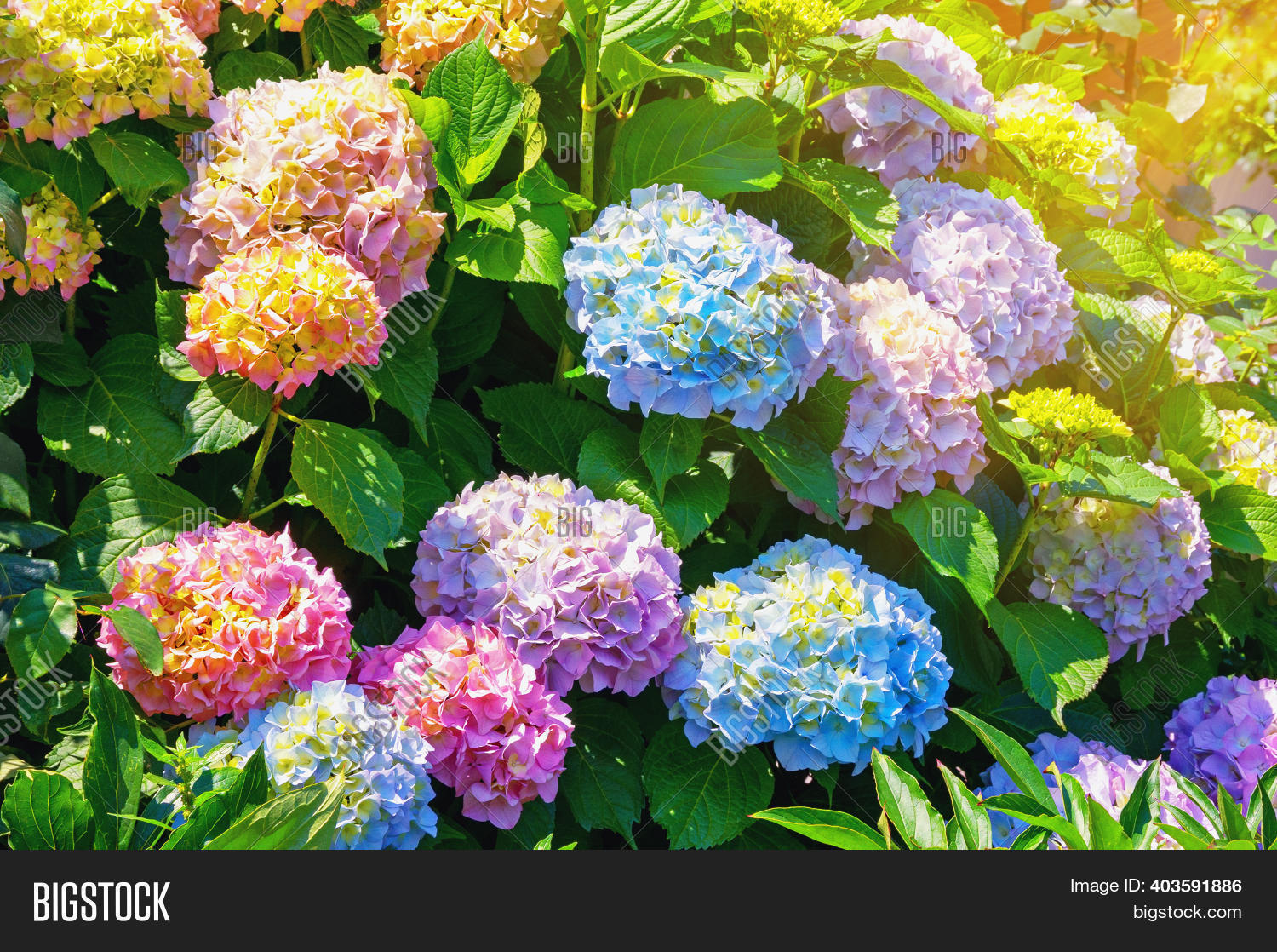 Colorful Hydrangea Image & Photo (Free Trial) | Bigstock