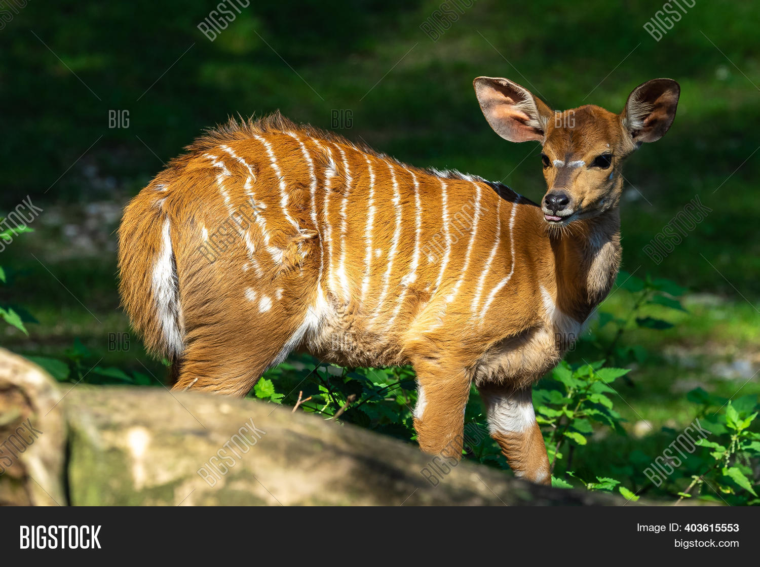 Young Baby Nyala. Image & Photo (Free Trial) | Bigstock