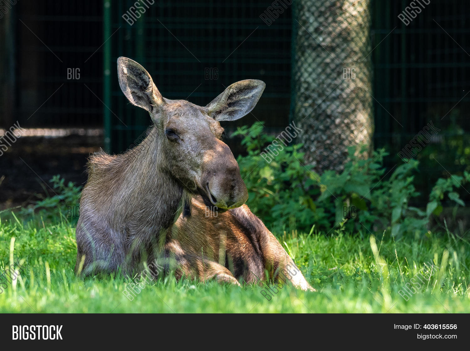 European Moose, Alces Image & Photo (Free Trial) | Bigstock