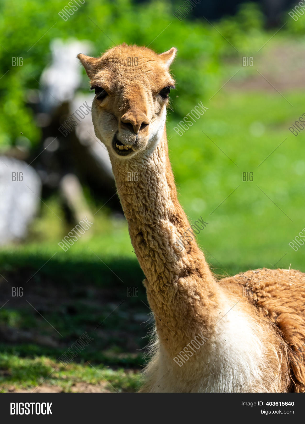 Vicunas, Vicugna Image & Photo (Free Trial) | Bigstock