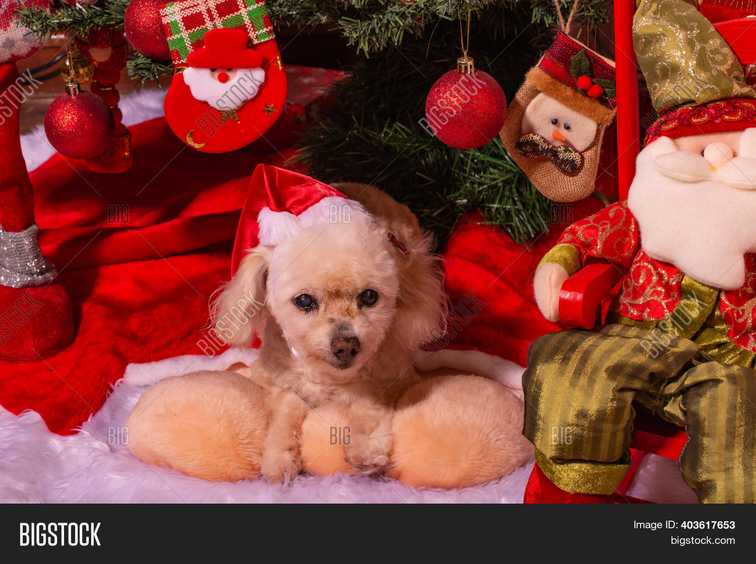 Small Poodle Puppy Image & Photo (Free Trial) | Bigstock
