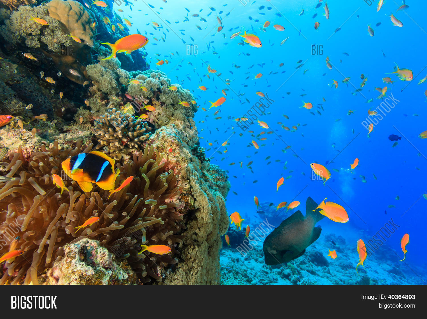 Tropical Fish Image & Photo (Free Trial) | Bigstock