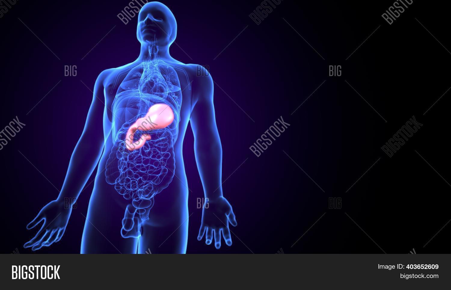 3d Illustration Human Image & Photo (Free Trial) | Bigstock