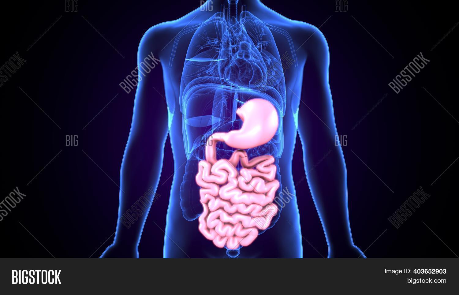 3d Illustration Human Image & Photo (Free Trial) | Bigstock