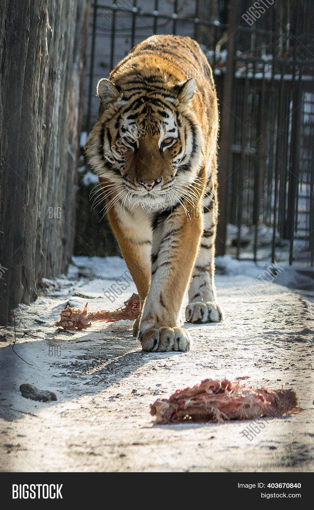 Feeding Meat Tiger Zoo Image & Photo (Free Trial) | Bigstock