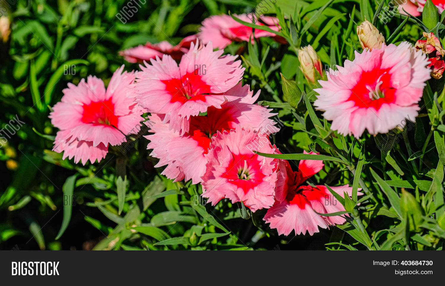 Pink Dianthus Flowers Image & Photo (Free Trial) | Bigstock