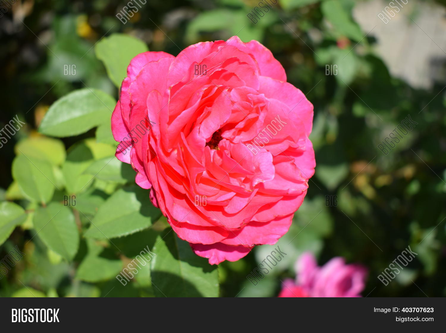 Closeup Beautiful Image & Photo (Free Trial) | Bigstock