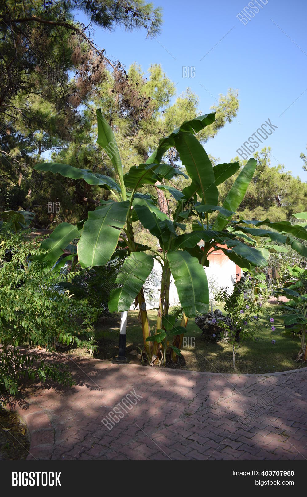 Banana Trees Tropical Image & Photo (Free Trial) | Bigstock