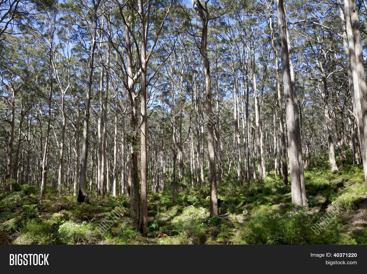 Australian Woodland Image & Photo (Free Trial) | Bigstock