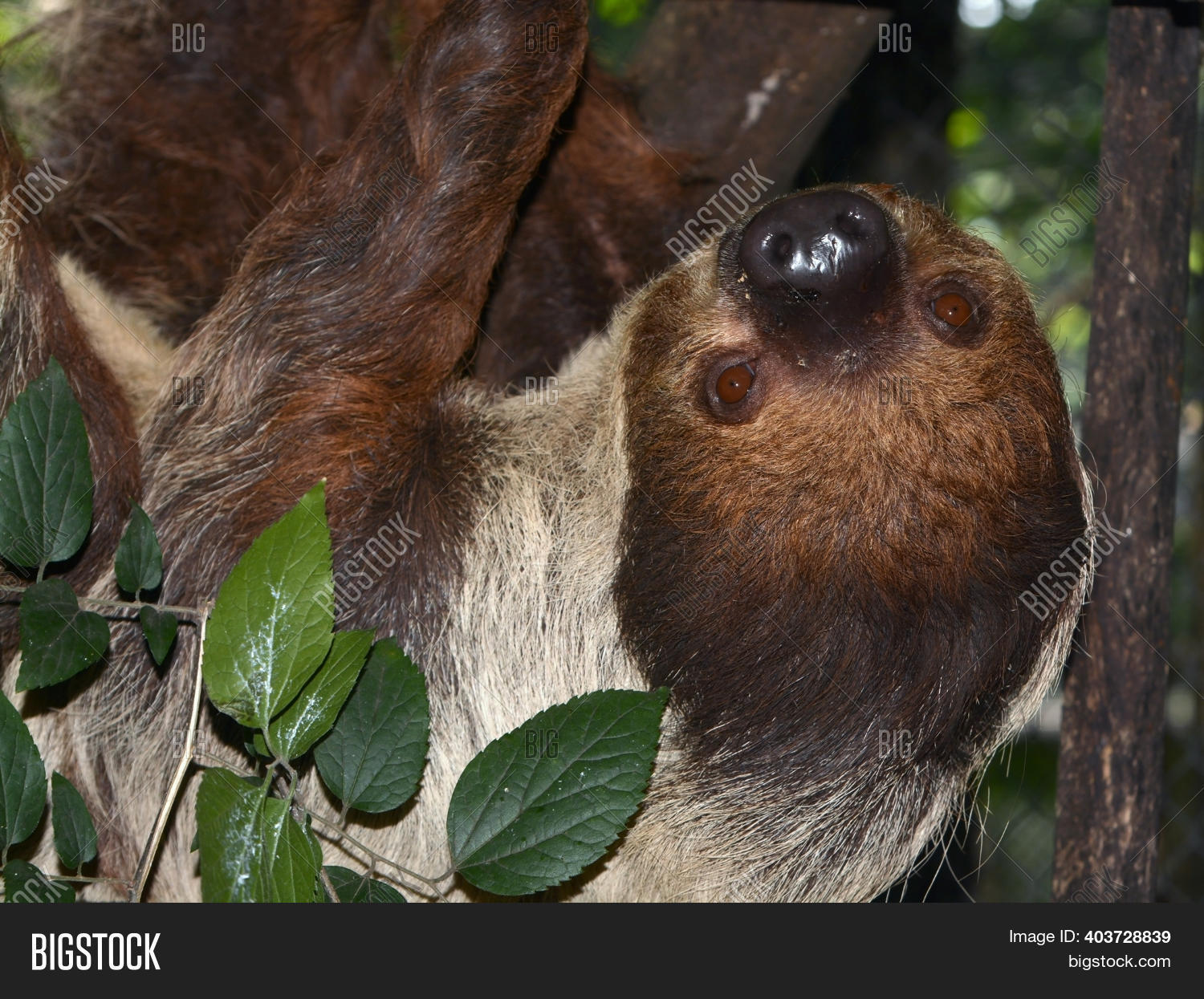 Male Two-toed Sloth Image & Photo (Free Trial) | Bigstock