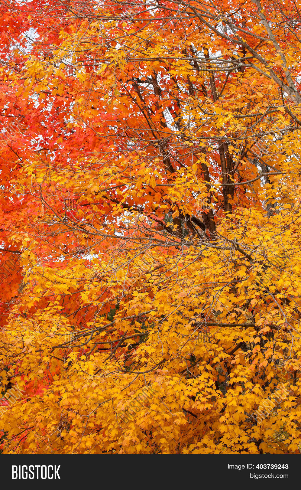 Fall Leaf Color Image & Photo (Free Trial) | Bigstock