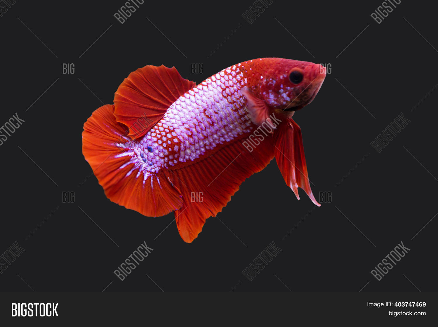 Betta Fancy Red Plakat Image & Photo (Free Trial) | Bigstock