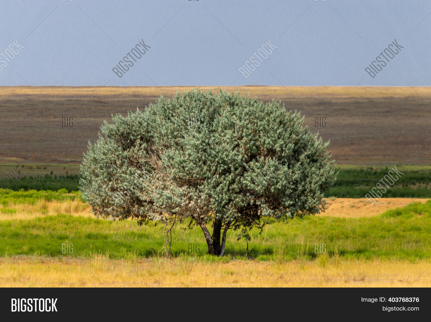 Lonely Tree Steppe. Image & Photo (Free Trial) | Bigstock