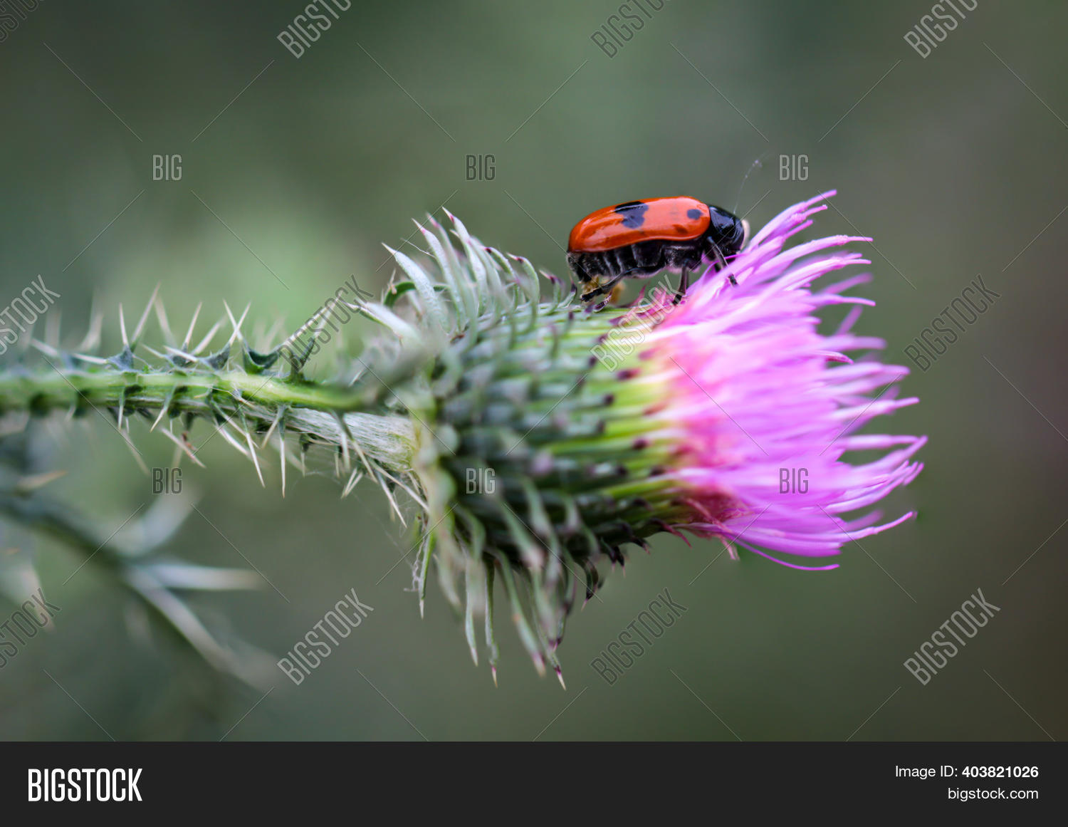 Study Beetle On Plant Image & Photo (Free Trial) | Bigstock