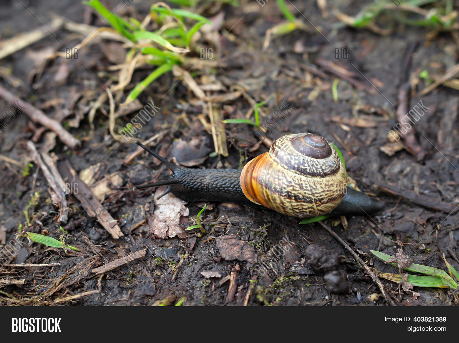 Close Cepaea, Snail Image & Photo (Free Trial) | Bigstock