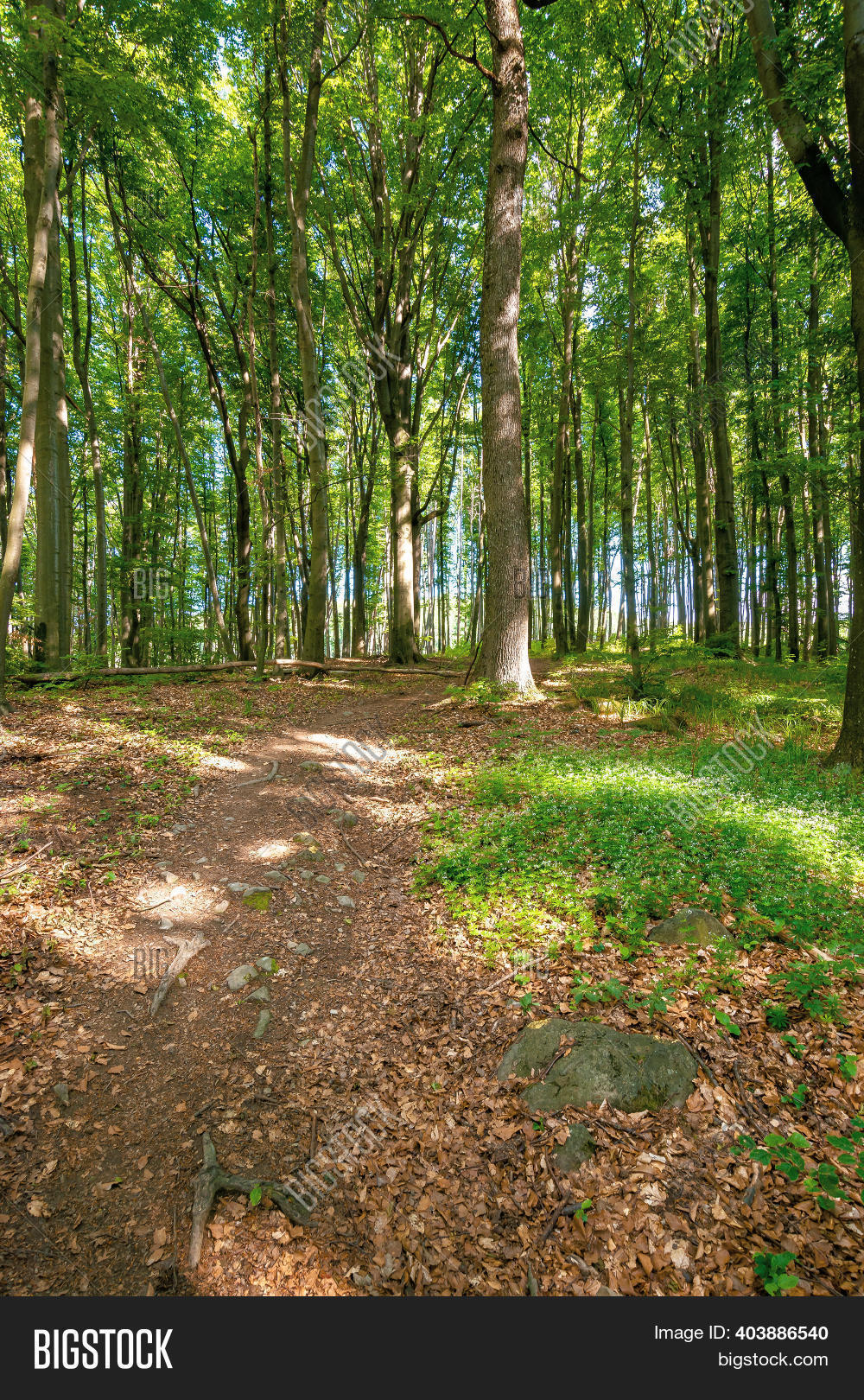 Beech Trees Fresh Image & Photo (Free Trial) | Bigstock