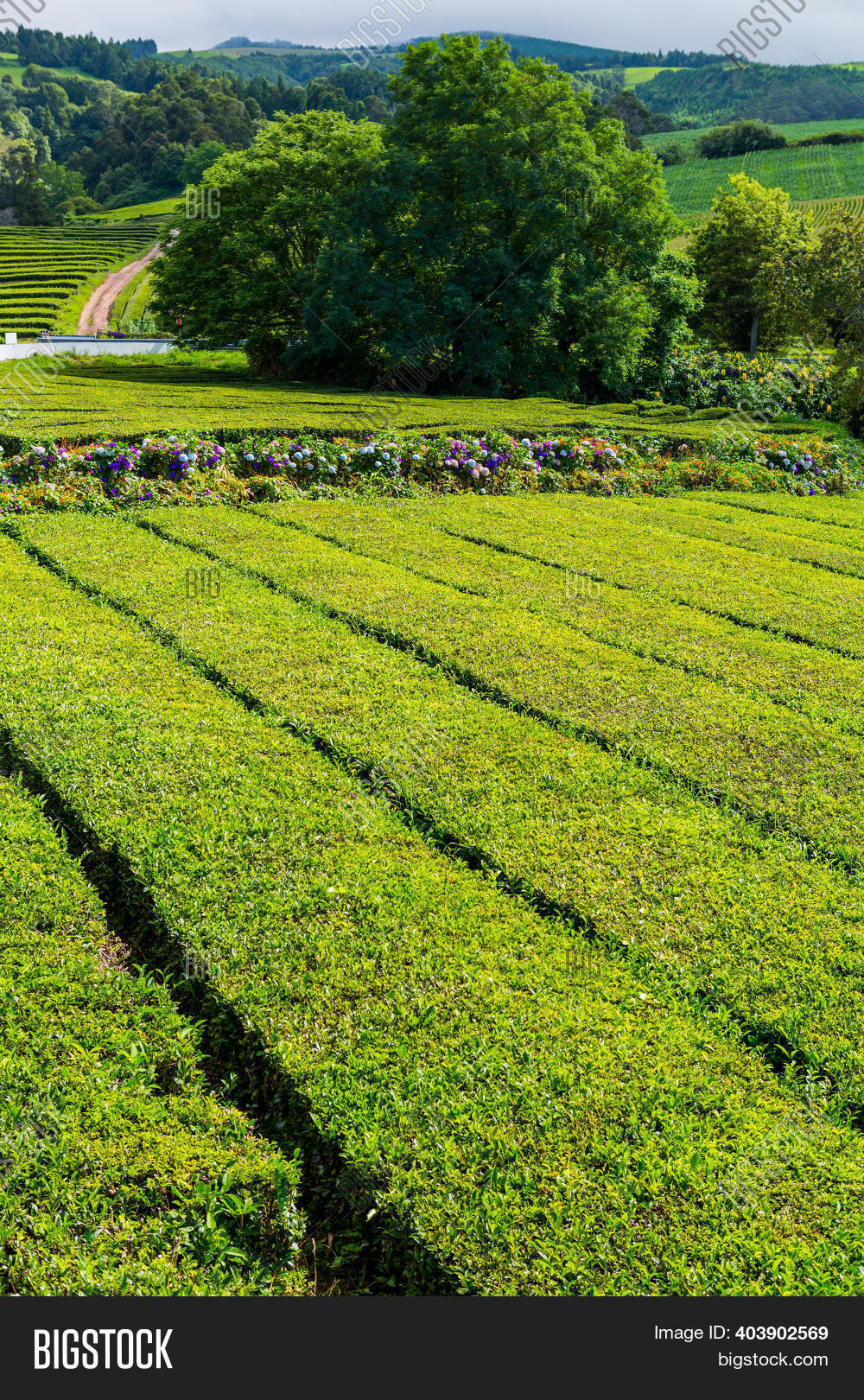 View On Tea Plantation Image & Photo (Free Trial) | Bigstock