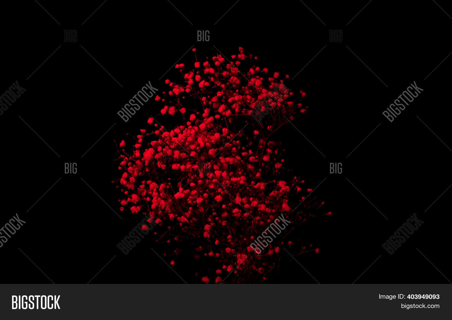 Red Gypsy Flower Dark Image & Photo (Free Trial) | Bigstock