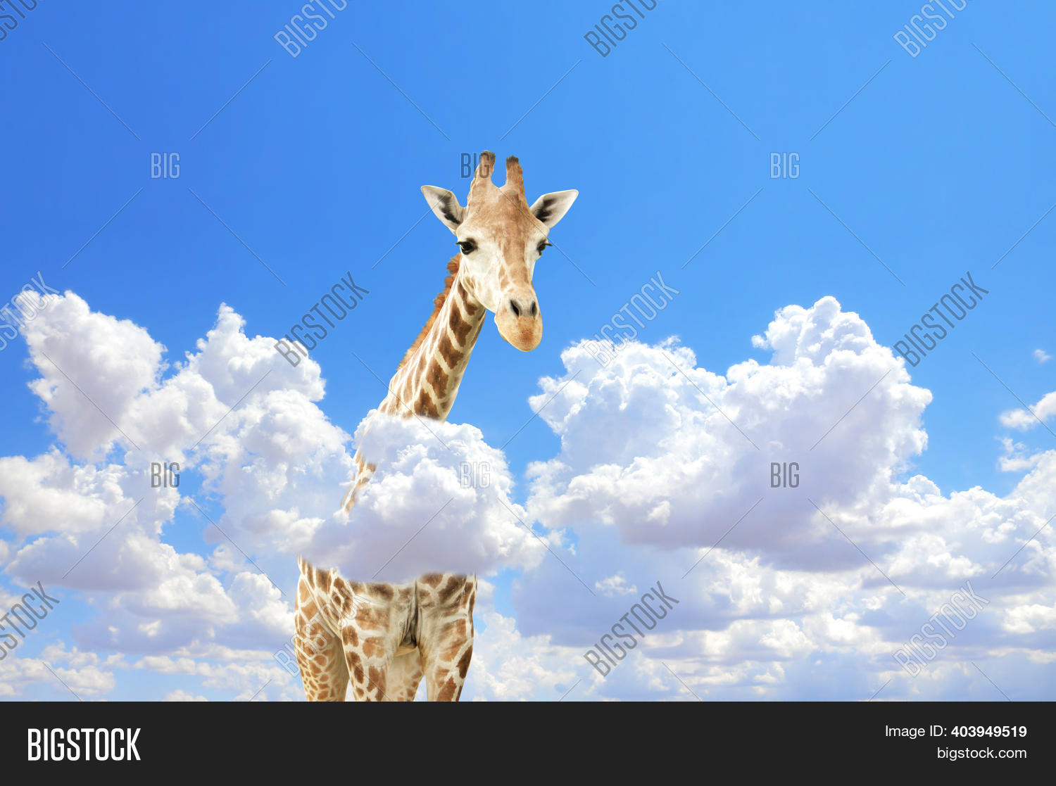 Giraffe Above Clouds. Image & Photo (Free Trial) | Bigstock