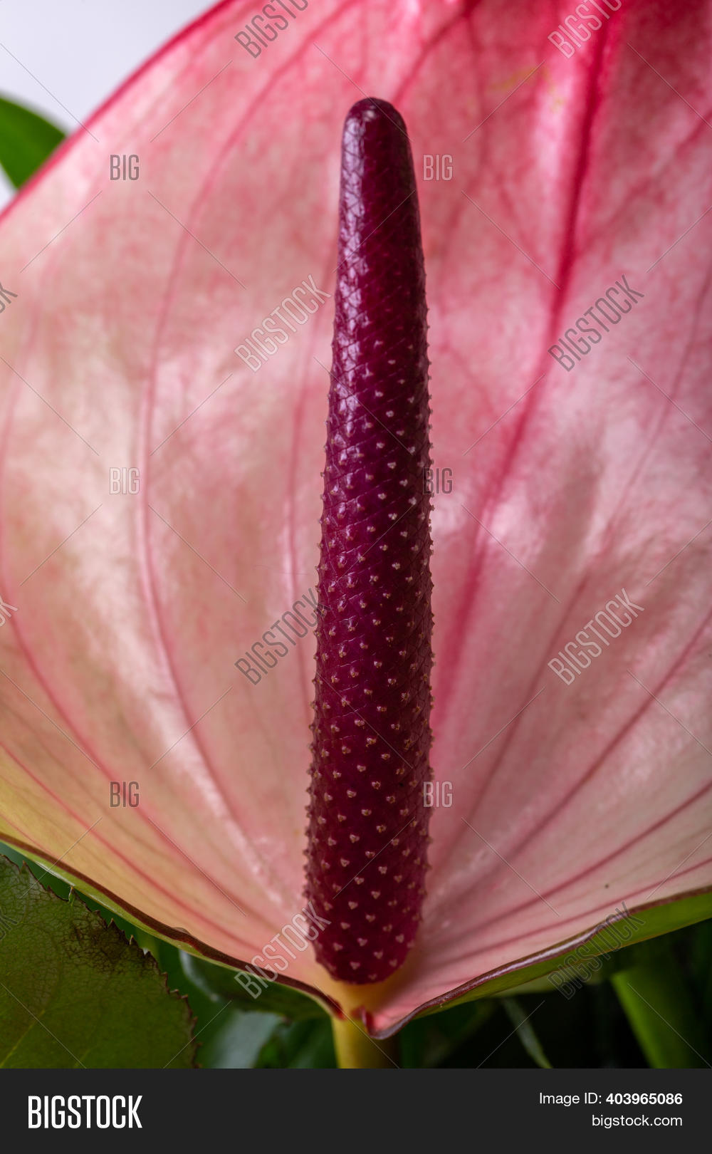 Pink Color Anthurium Image & Photo (Free Trial) | Bigstock