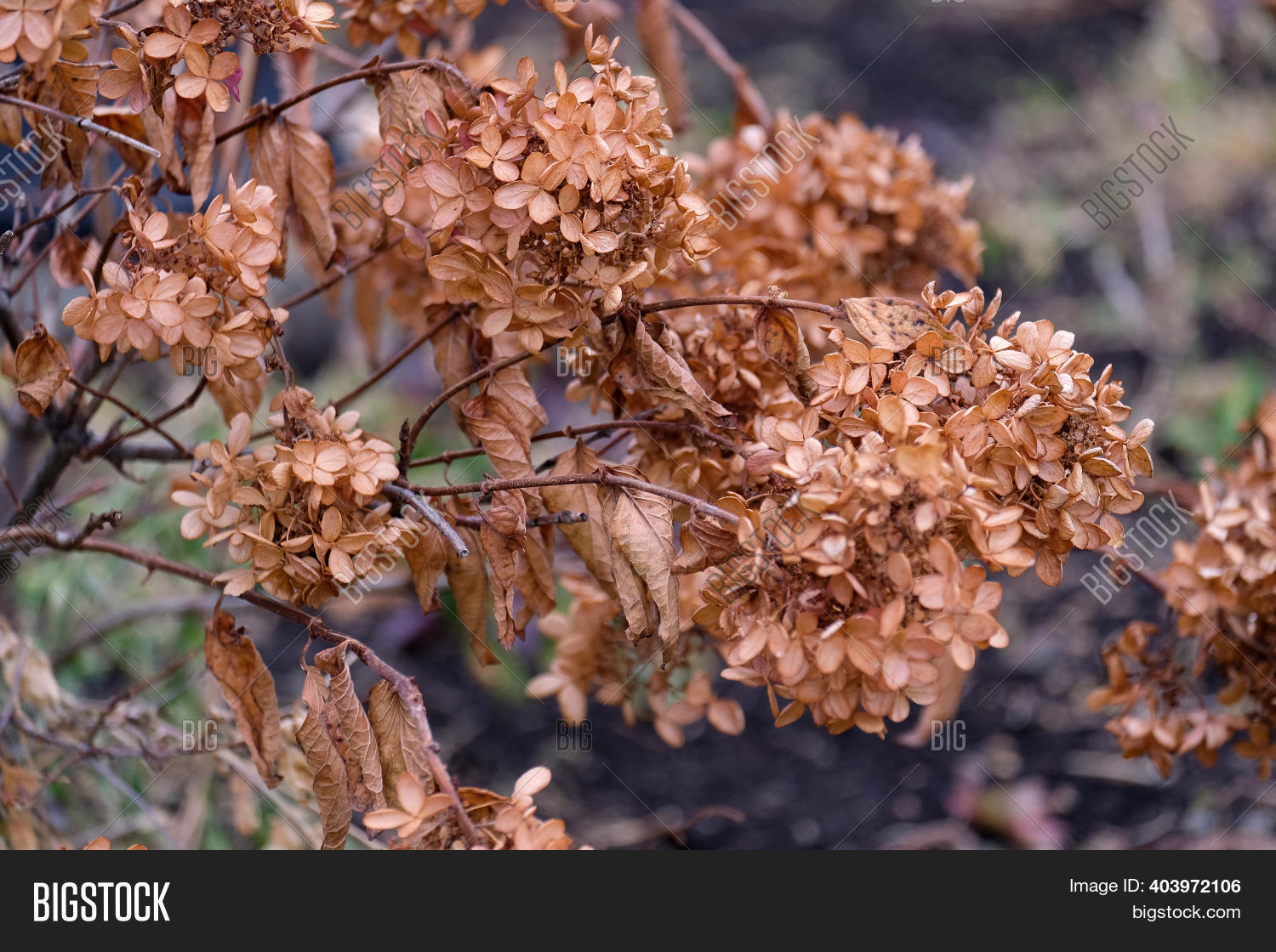 Withered Branch Image & Photo (Free Trial) | Bigstock
