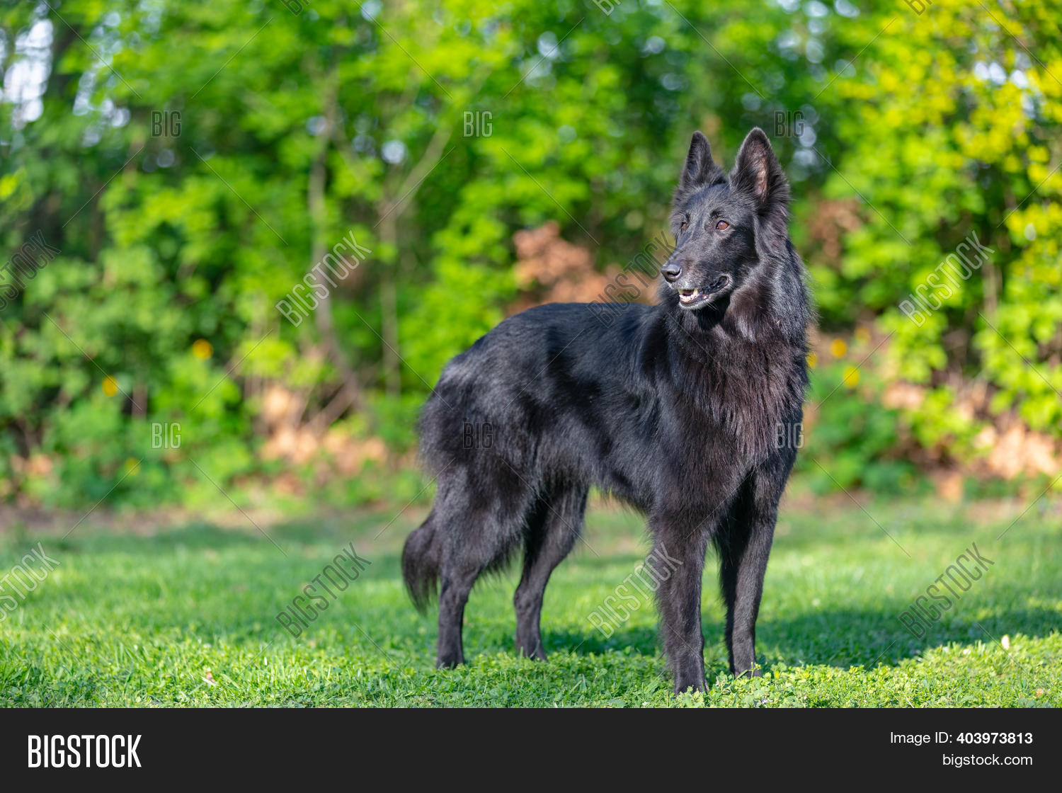 Groenendael Dog