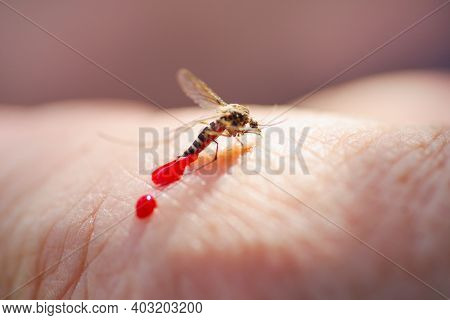 Mosquito Drops Blood Image & Photo (Free Trial) | Bigstock