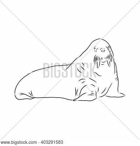 Sketch Walrus. Hand Vector & Photo (Free Trial) | Bigstock