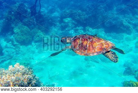 Sea Turtle Blue Water Image & Photo (Free Trial) | Bigstock
