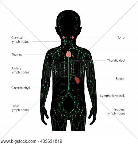 Lymphatic System Vector & Photo (Free Trial) | Bigstock