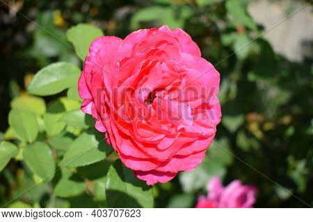 Closeup Beautiful Image & Photo (Free Trial) | Bigstock