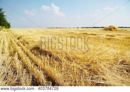 Beautiful Dry Stubble Image & Photo (Free Trial) | Bigstock