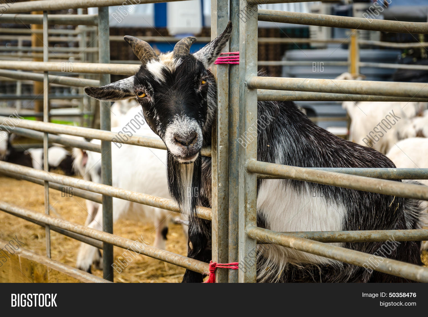 Farm Goat Head Through Image & Photo (Free Trial) | Bigstock