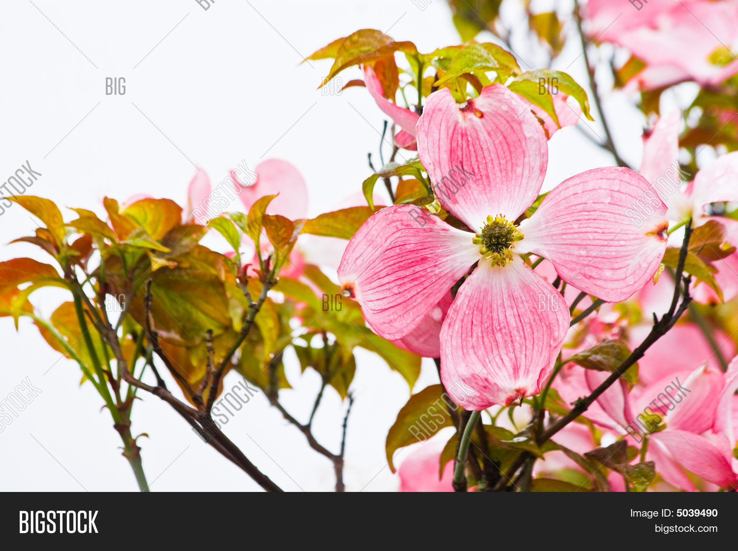 Flowering Japanese Image & Photo (Free Trial) | Bigstock