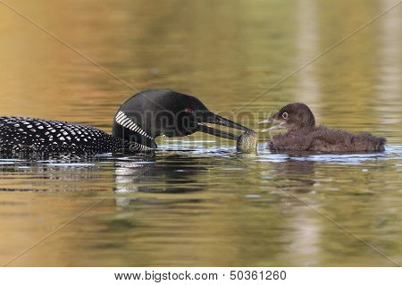 Common Loon Feeding Image & Photo (Free Trial) | Bigstock