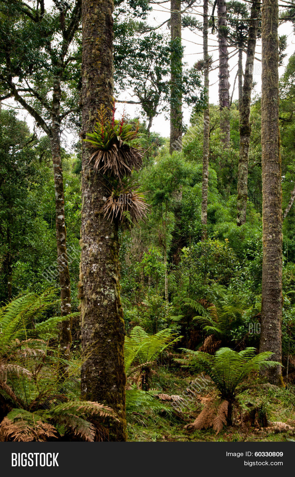 Araucaria Forest Image & Photo (Free Trial) | Bigstock