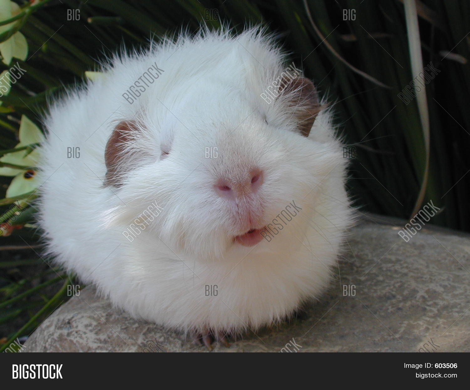 Wind Blown White Image & Photo (Free Trial) | Bigstock