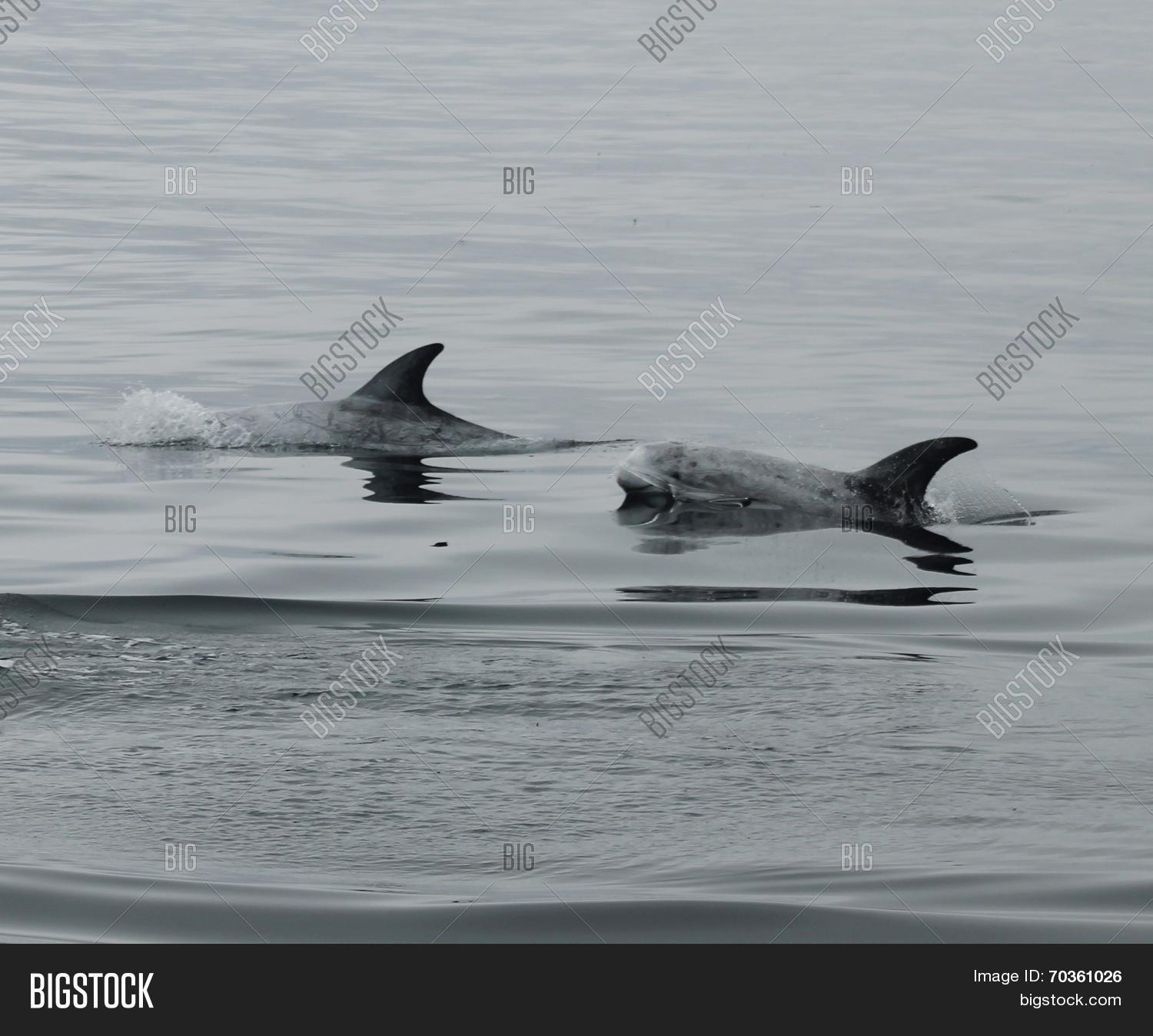 Rizzos Dolphin Hunting Image & Photo (Free Trial) | Bigstock