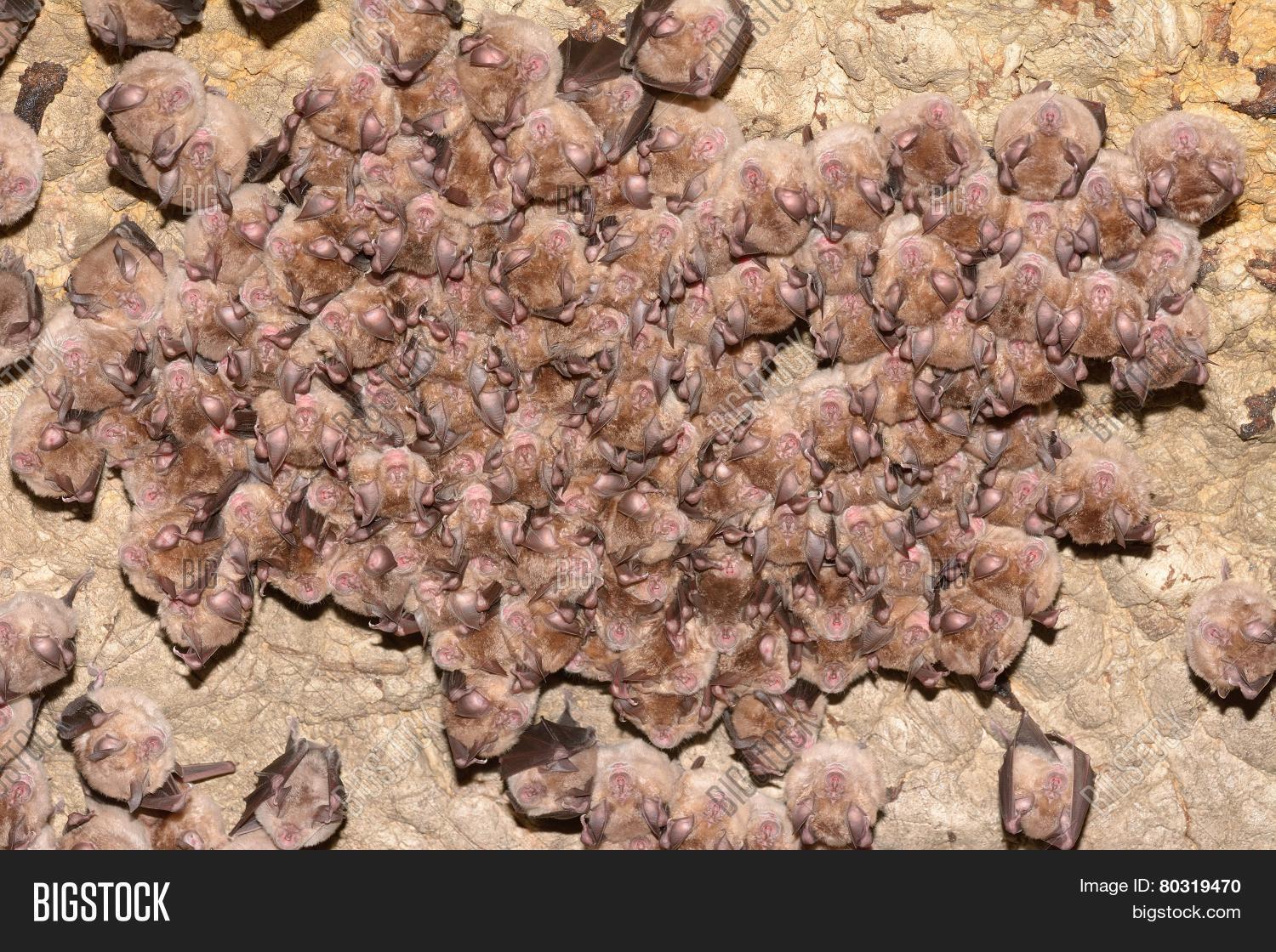 Groups Sleeping Bats Image & Photo (Free Trial) | Bigstock