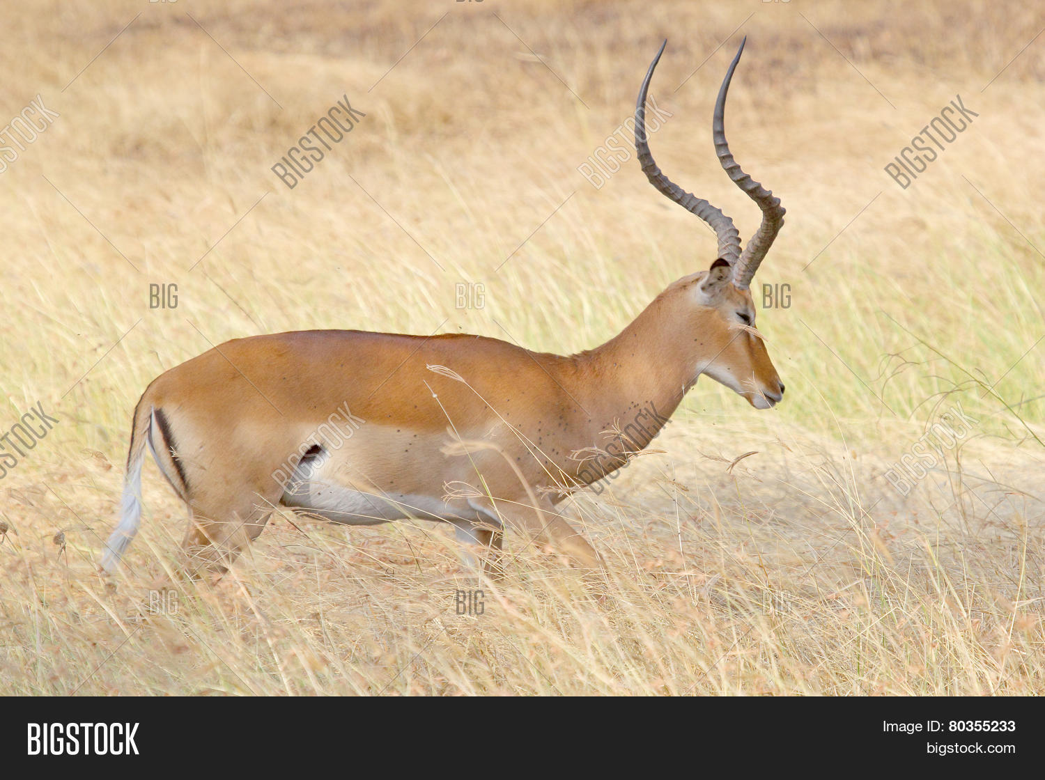 Male Impala Grass Image & Photo (Free Trial) | Bigstock