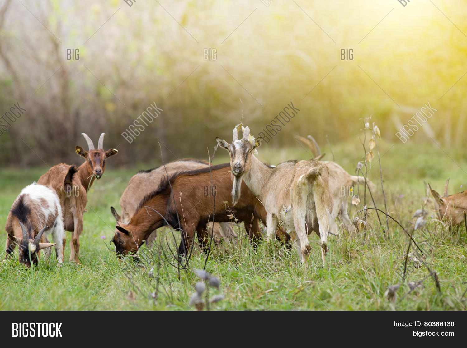 Alpine Goats Image & Photo (Free Trial) | Bigstock