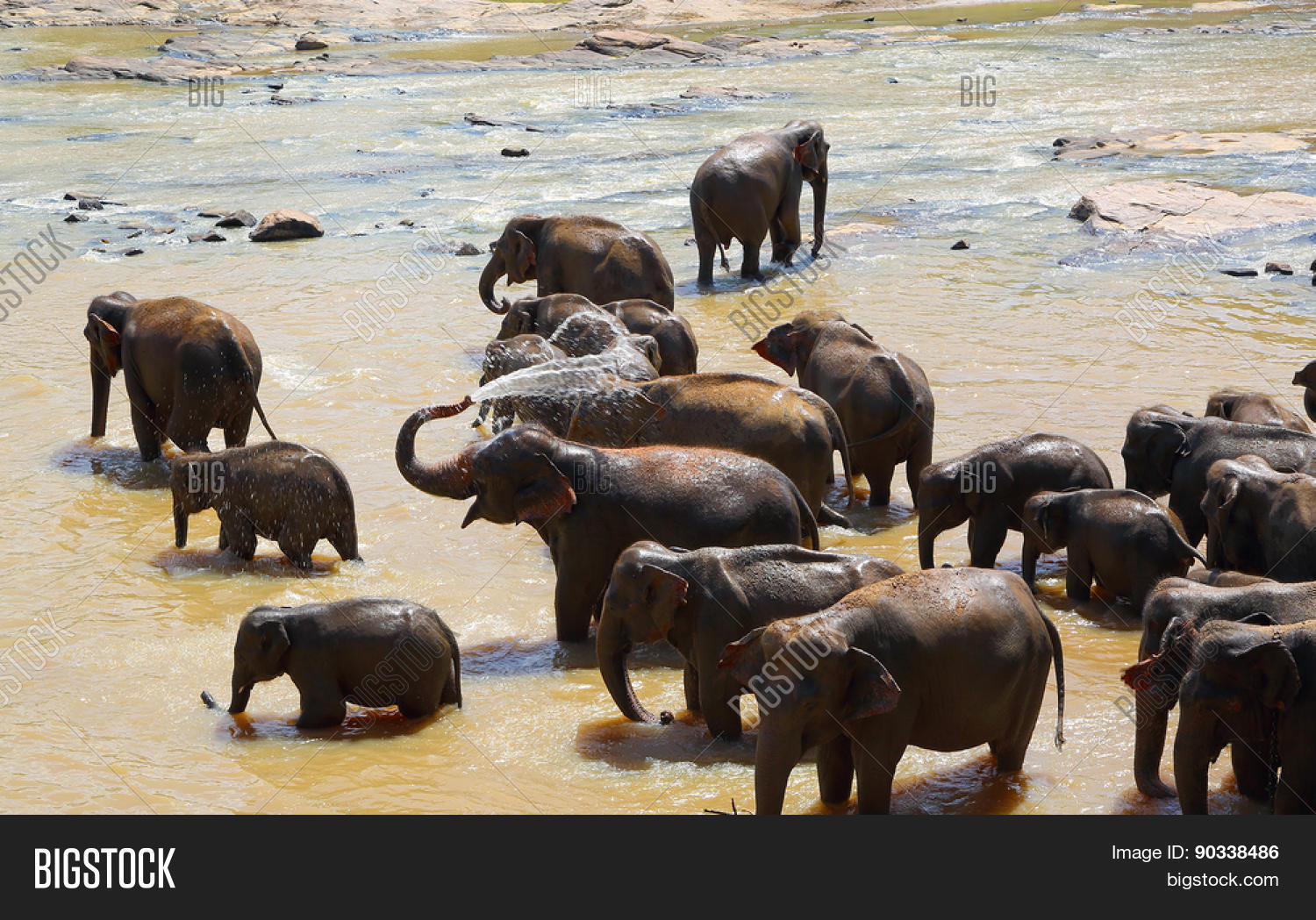 Elephants Bathing Image & Photo (Free Trial) | Bigstock
