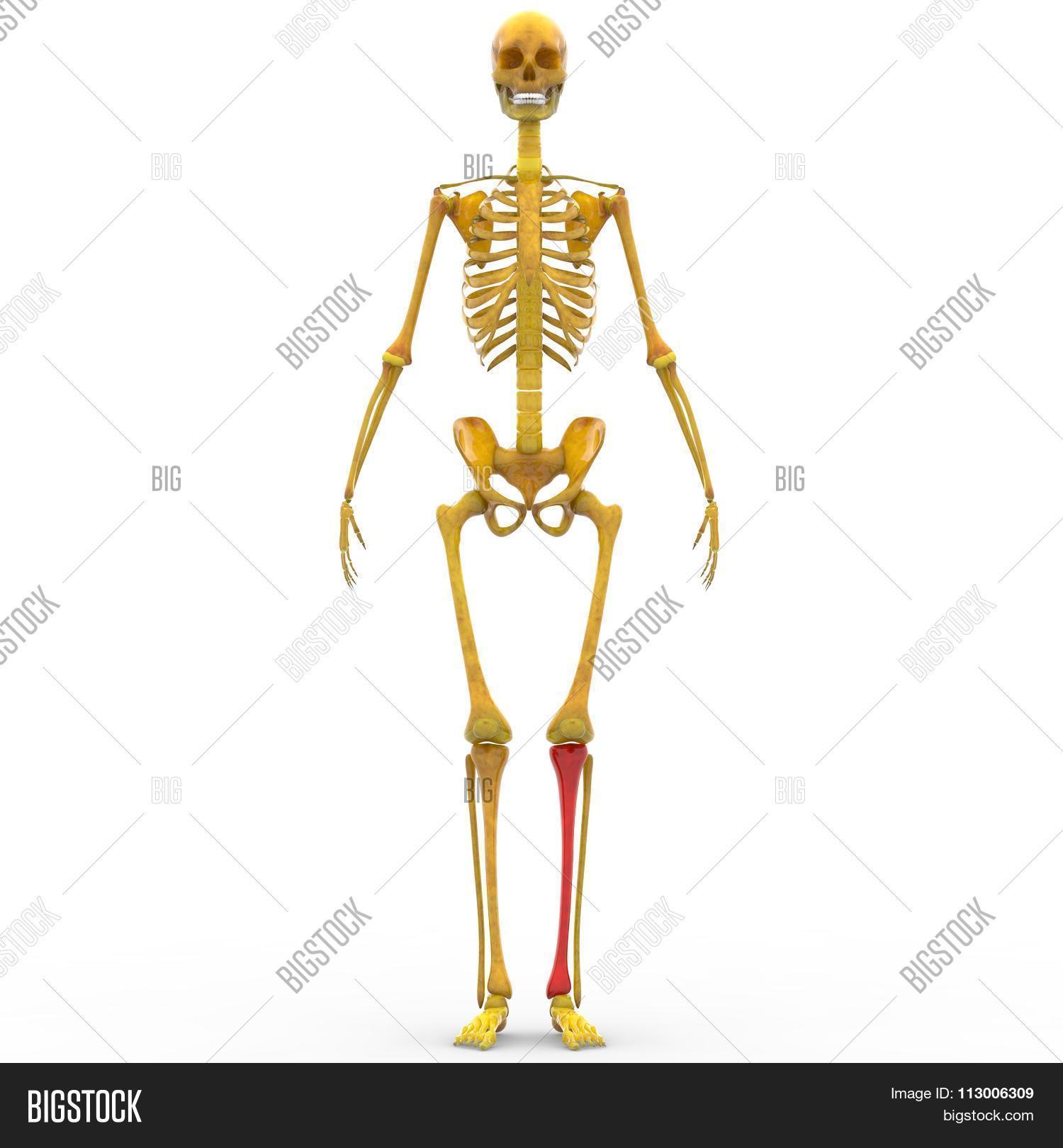 Human Skeleton Tibia Image & Photo (Free Trial) | Bigstock