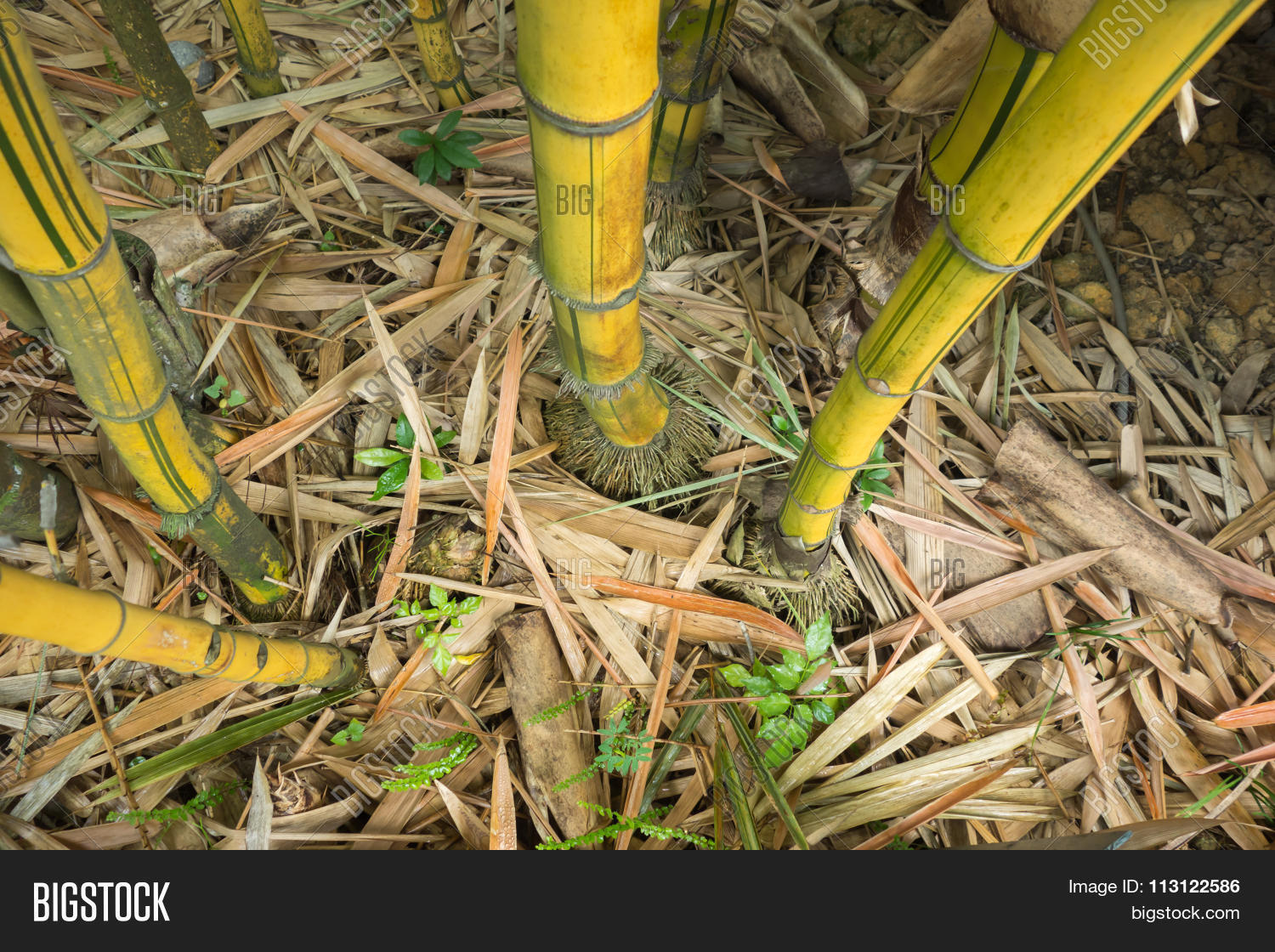 Root Bamboo Plants Image & Photo (Free Trial) | Bigstock
