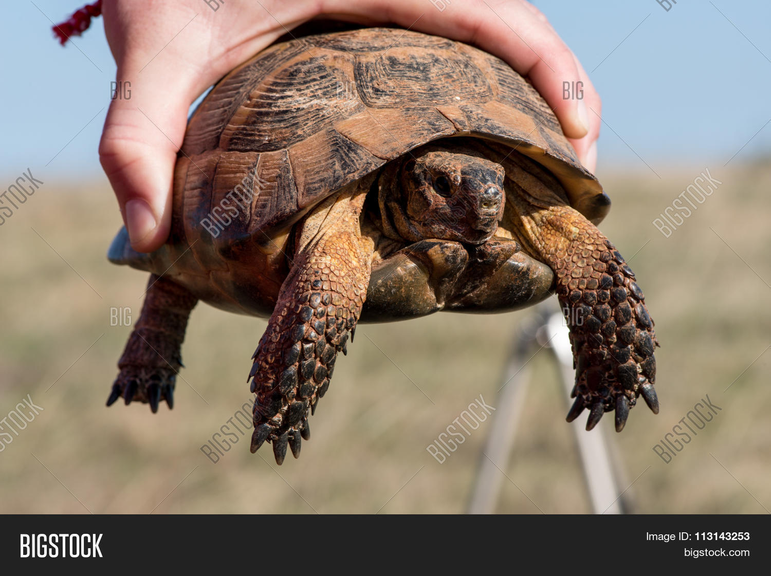 Land Tortoise - Image & Photo (Free Trial) | Bigstock